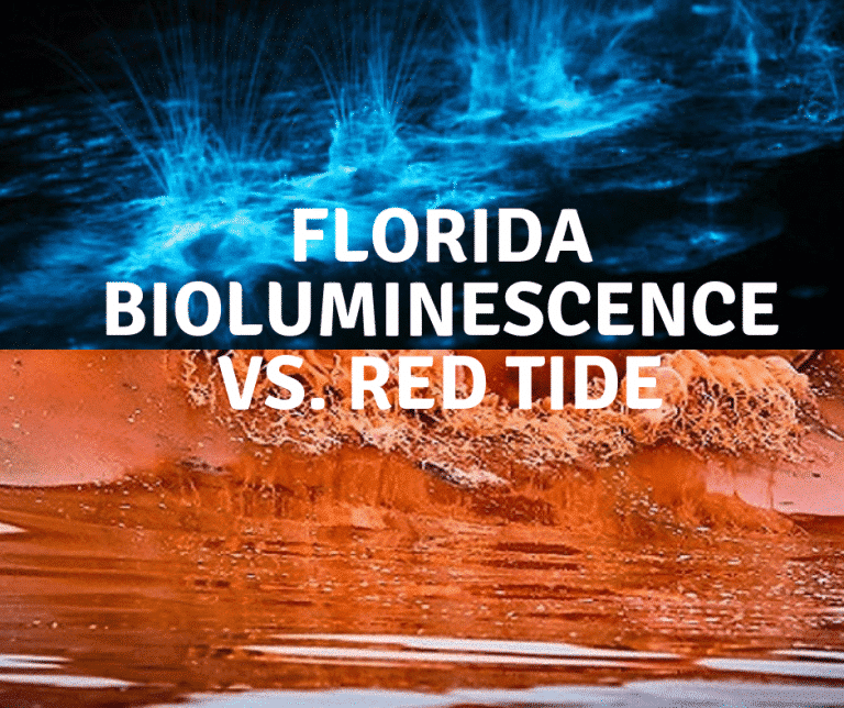 Florida Bioluminescent Algae vs. Red Tide - What's the Difference?