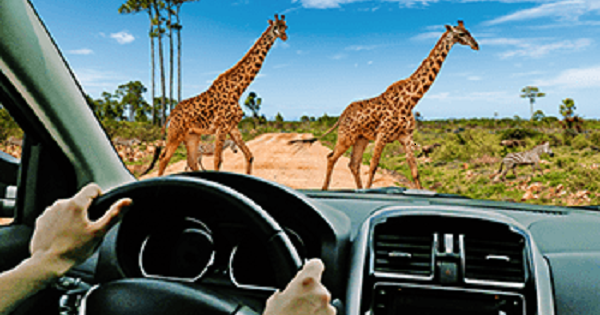 drive-thru-safari-park-tickets