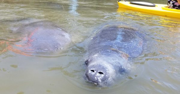 Kayaking with Manatees and Dolphins