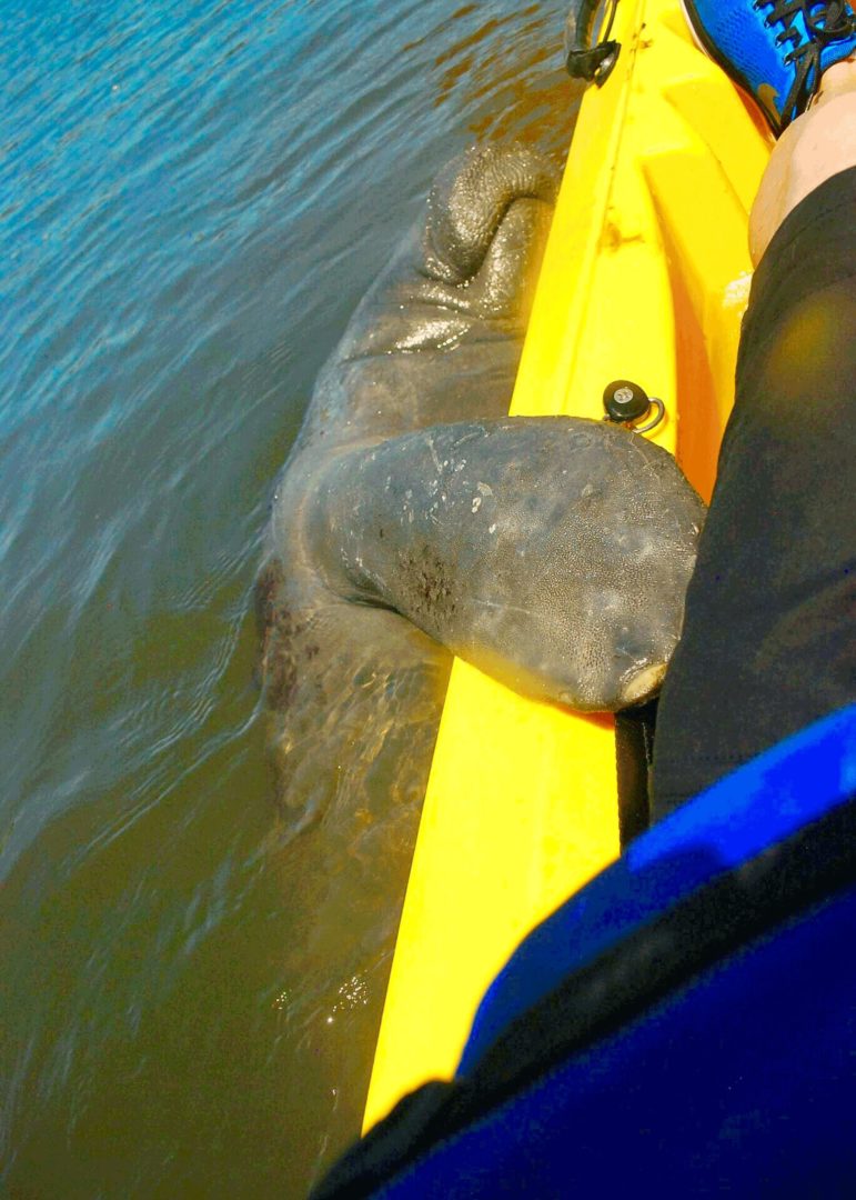 Curious manatee gently greets a kayaker, resting its flipper on the ...